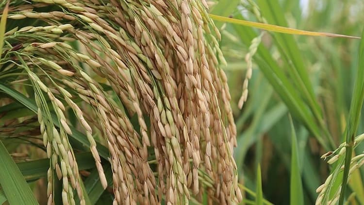 Padi Varietas Inpari Mendominasi Lahan Sawah Irigasi - Pilar Pertanian