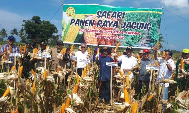 Indonesia Memasuki musim Panen Raya Jagung - Pilar Pertanian