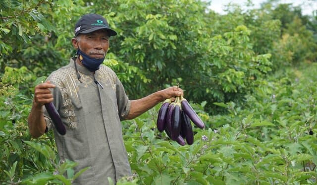 Hikmah di Balik Banjir : Petani Program Food Estate Mampu Menyangga ...